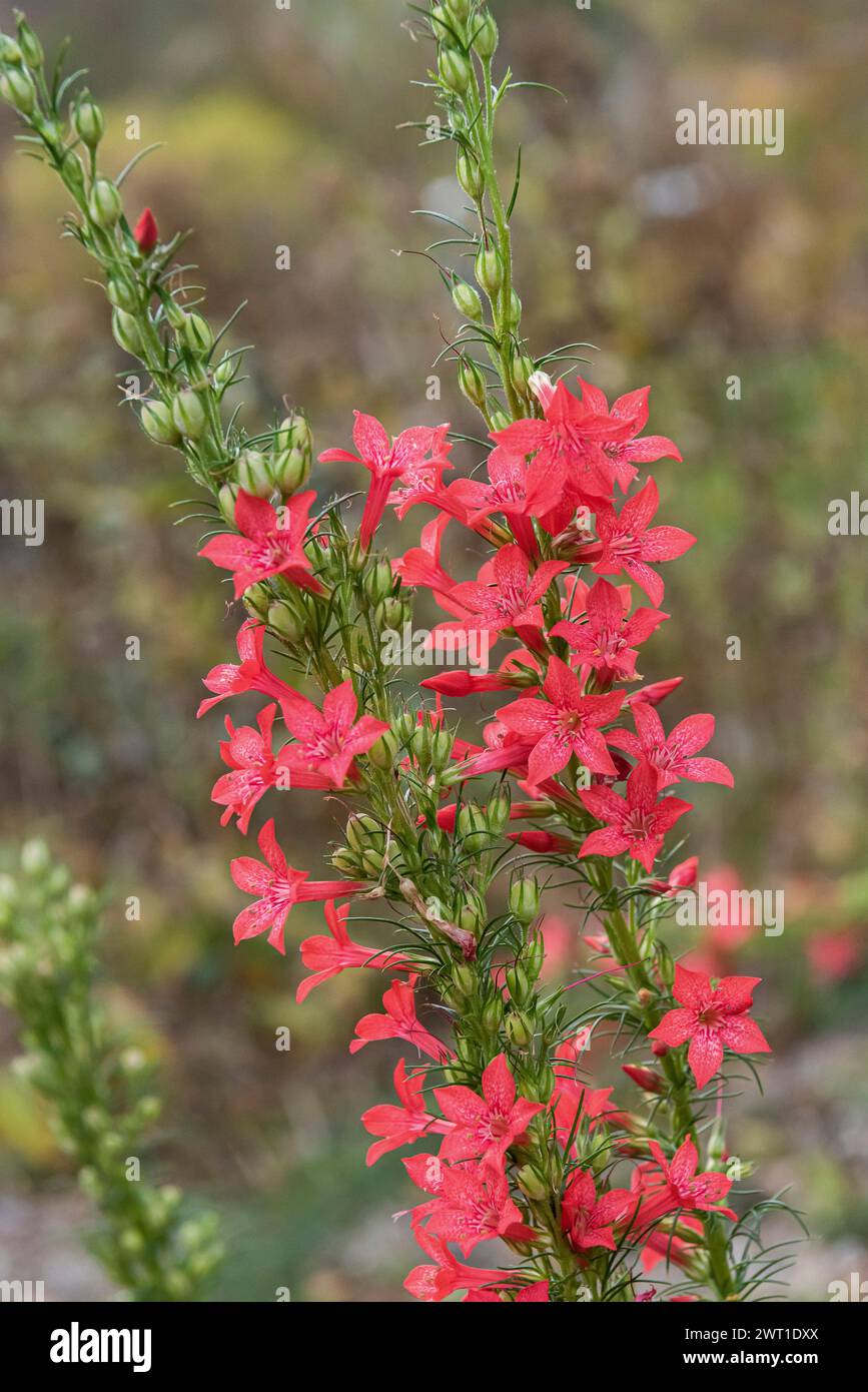 Red standing Cypress (Ipomopsis rubra, Gilia rubra), blooming, Europe ...