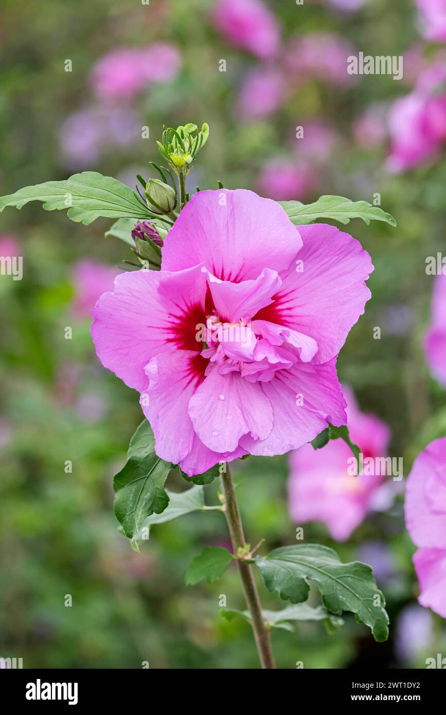 shrubby althaea, rose-of-Sharon (Hibiscus syriacus 'Eruption', Hibiscus ...