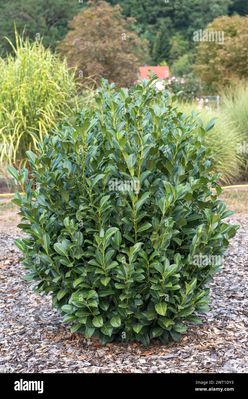 cherry-laurel (Prunus laurocerasus 'Ivory', Prunus laurocerasus Obelisk ...