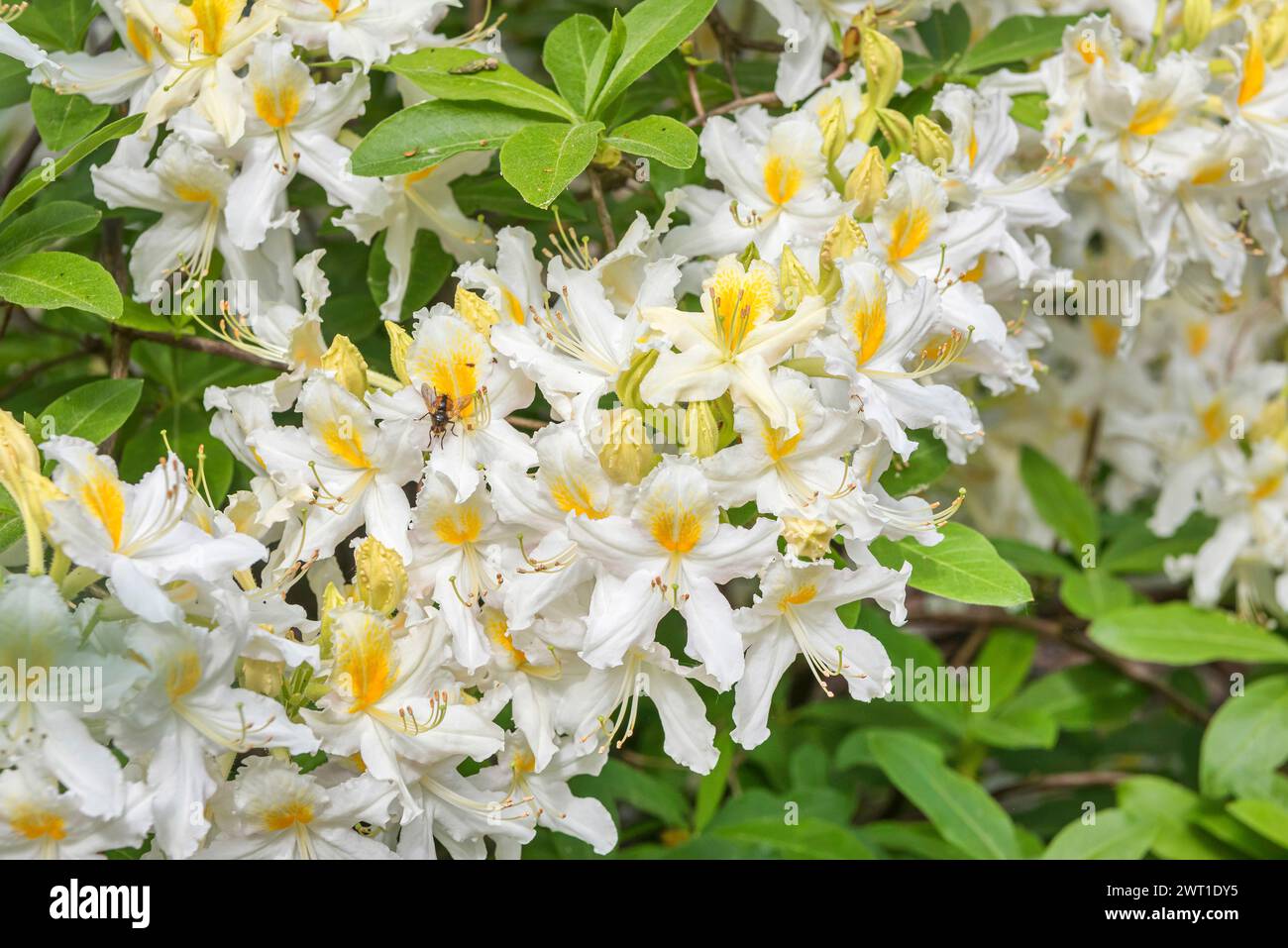 Azalea (Rhododendron 'Snowdrift', Rhododendron Snowdrift), flowers of ...