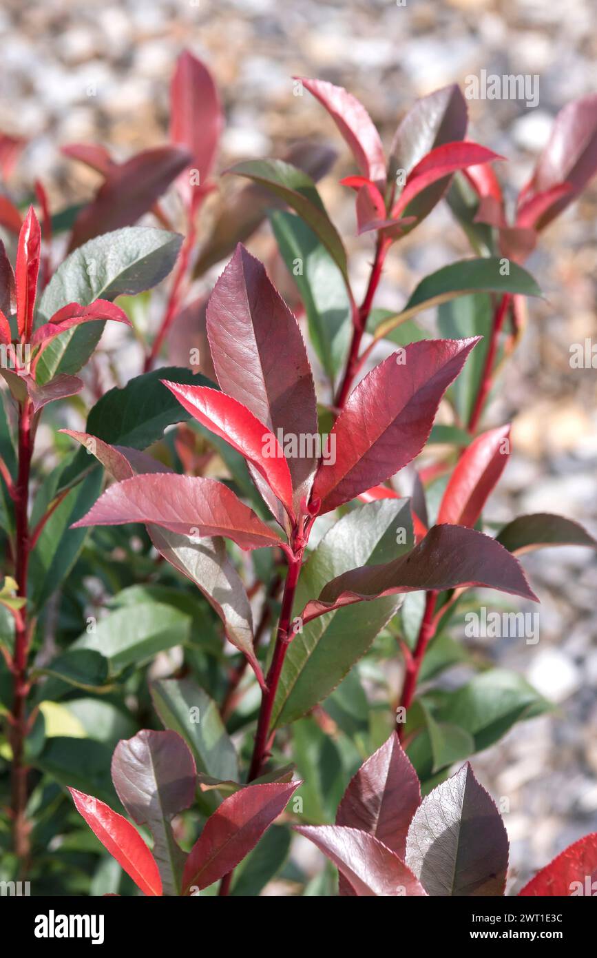 Fraser photinia, Red tip photinia, Christmas berry (Photinia x fraseri ...
