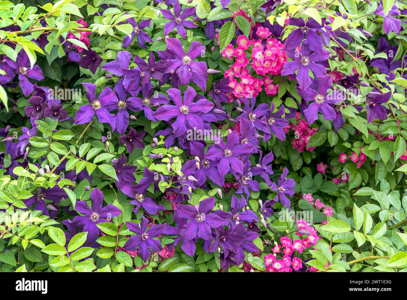 clematis, virgins-bower (Clematis 'Etoile Violette', Clematis Etoile ...