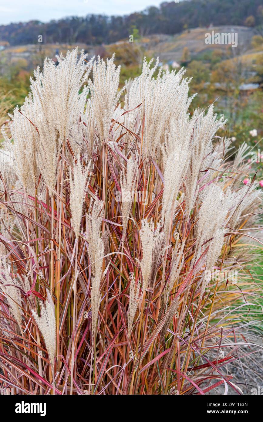 Chinese silver grass, Zebra grass, Tiger grass (Miscanthus sinensis ...