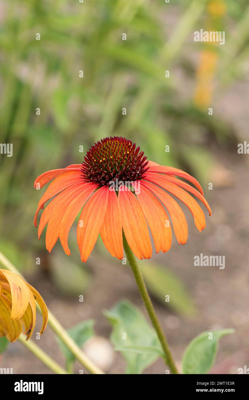 Purple Cone Flower, Eastern purple-coneflower, Purple-coneflower ...