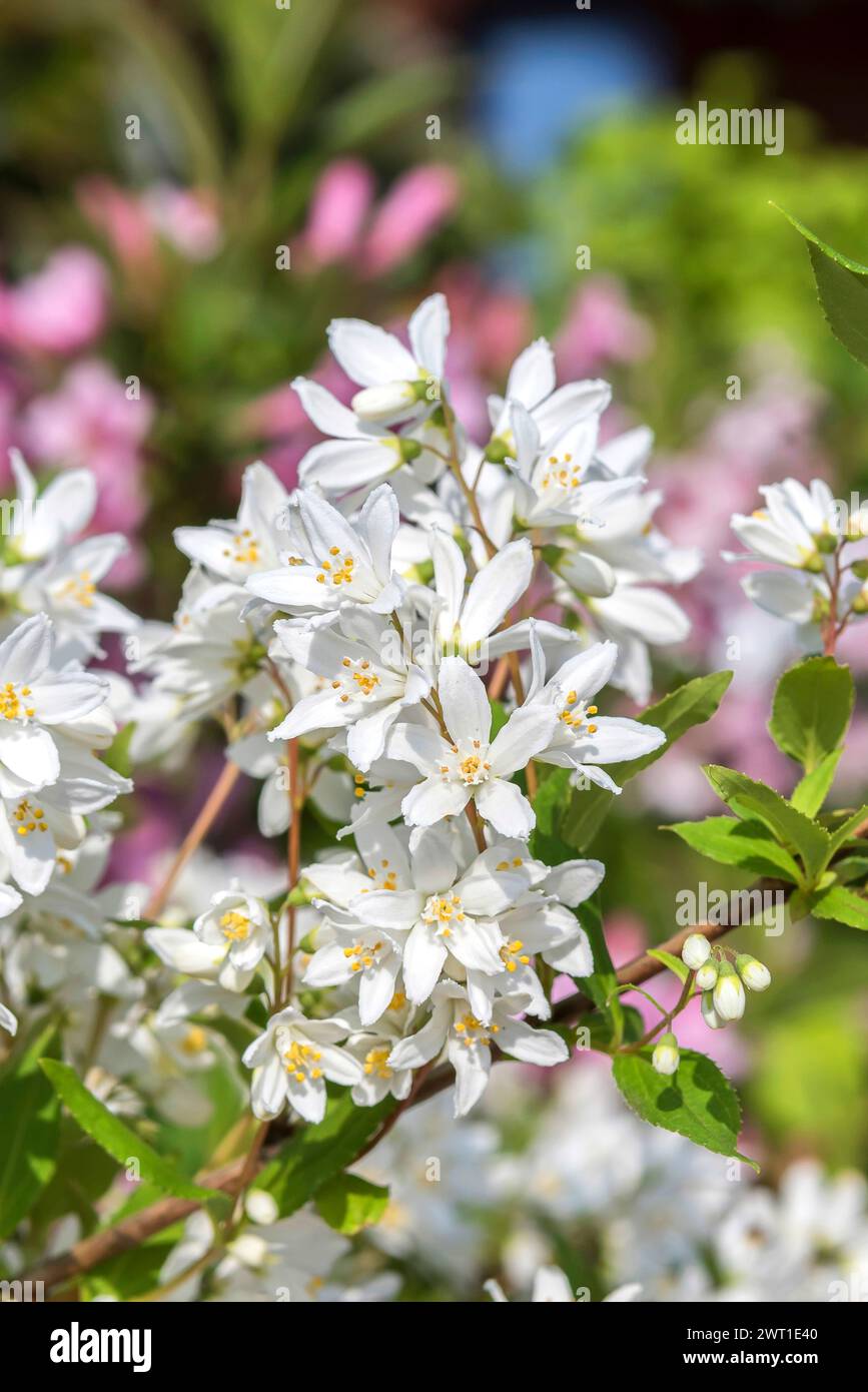Deutzia yuki snowflake hi-res stock photography and images - Alamy