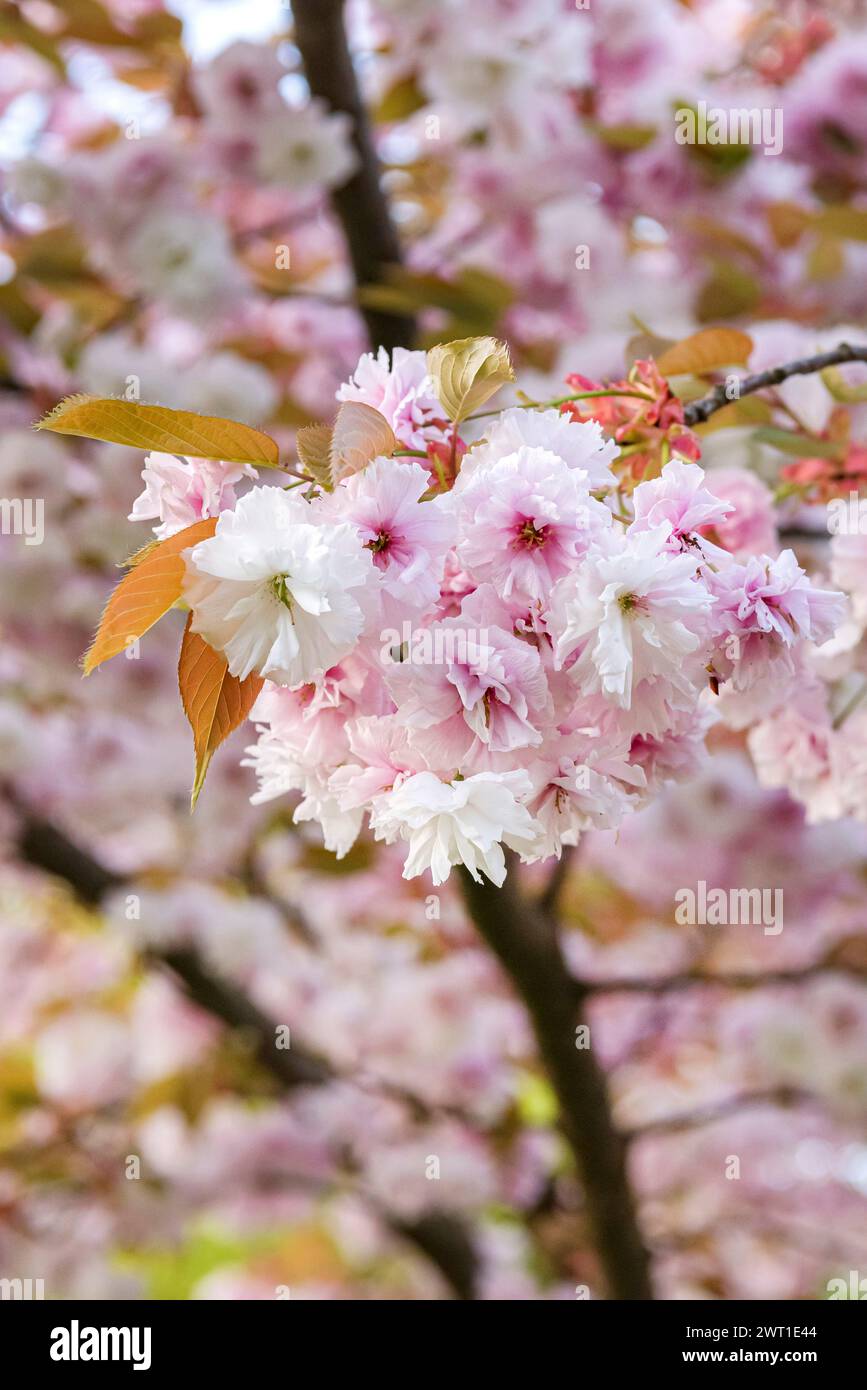 Oriental cherry, Japanese cherry (Prunus serrulata 'Fugenzo', Prunus ...