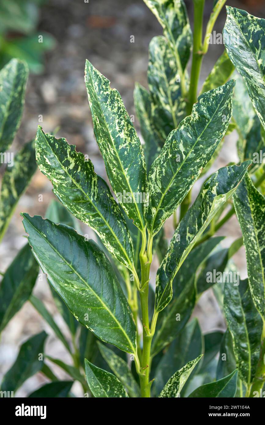 cherry-laurel (Prunus laurocerasus 'Ivory', Prunus laurocerasus Ivory ...