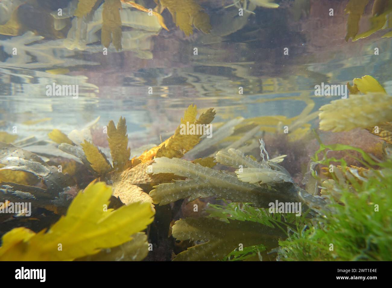 dense brown algae growth under the water surface, France, Brittany ...