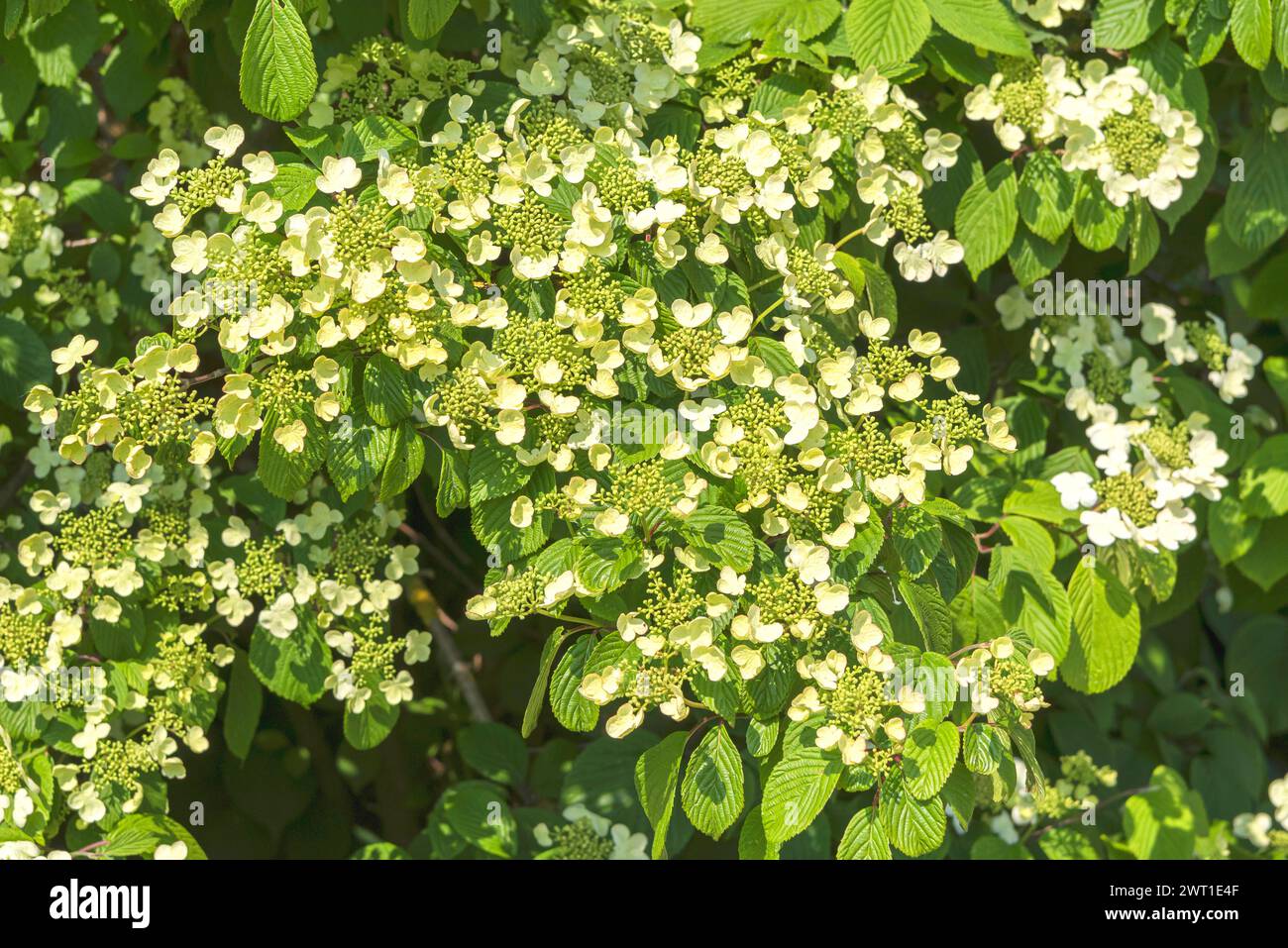 Shoshoni caprifoliaceae hi-res stock photography and images - Alamy