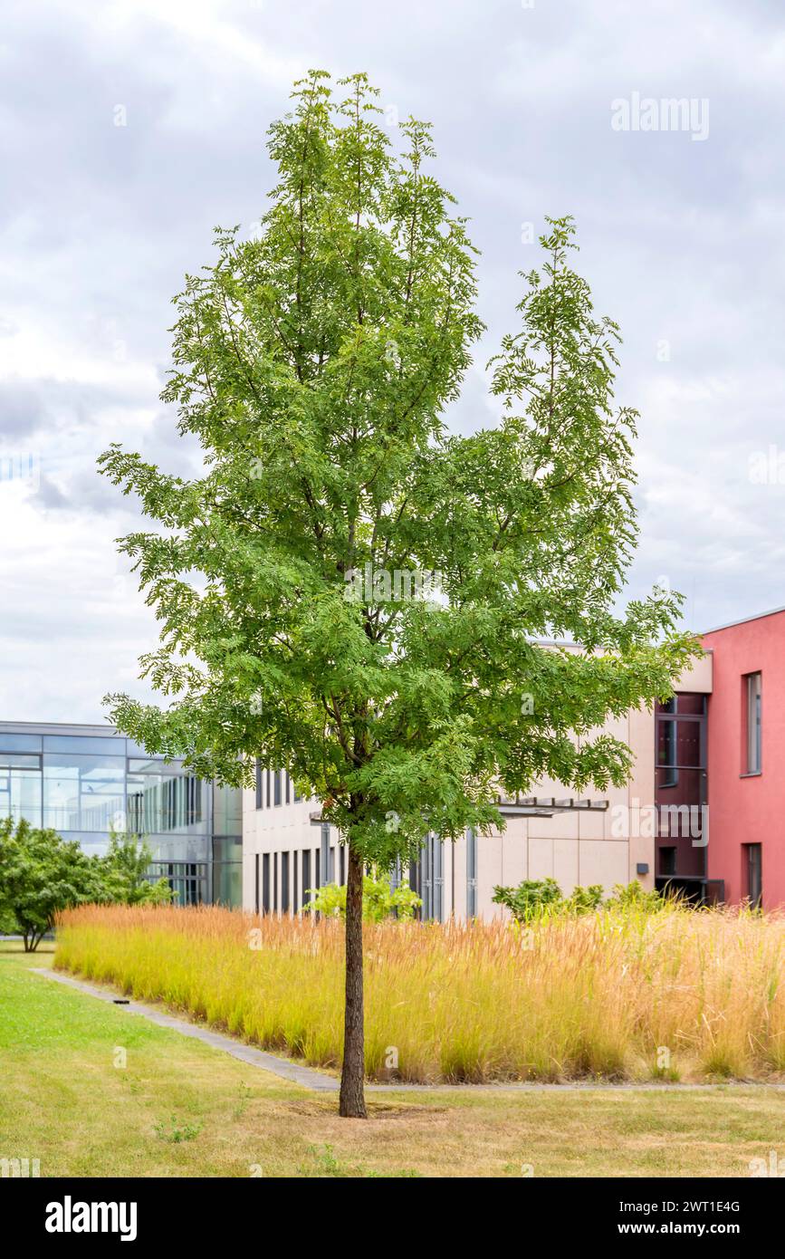 Sorbus domestica hi-res stock photography and images - Alamy