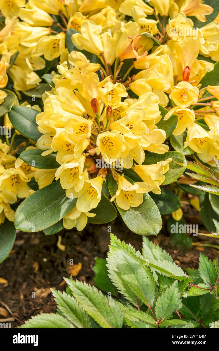 rhododendron (Rhododendron 'Moon Fire', Rhododendron Moon Fire ...