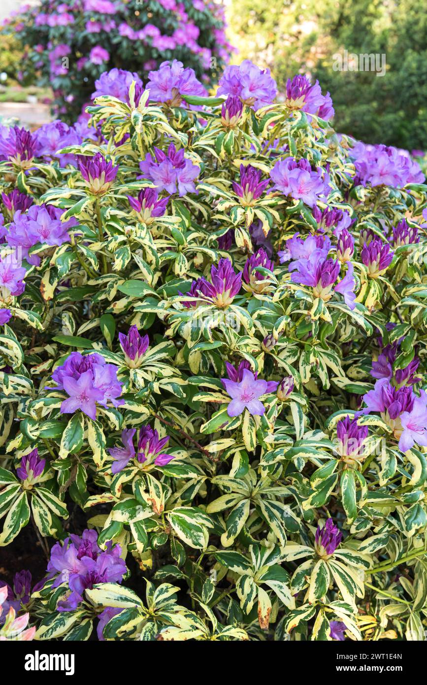 Purple Rhododendron (Rhododendron ponticum 'Aureovariegatum ...