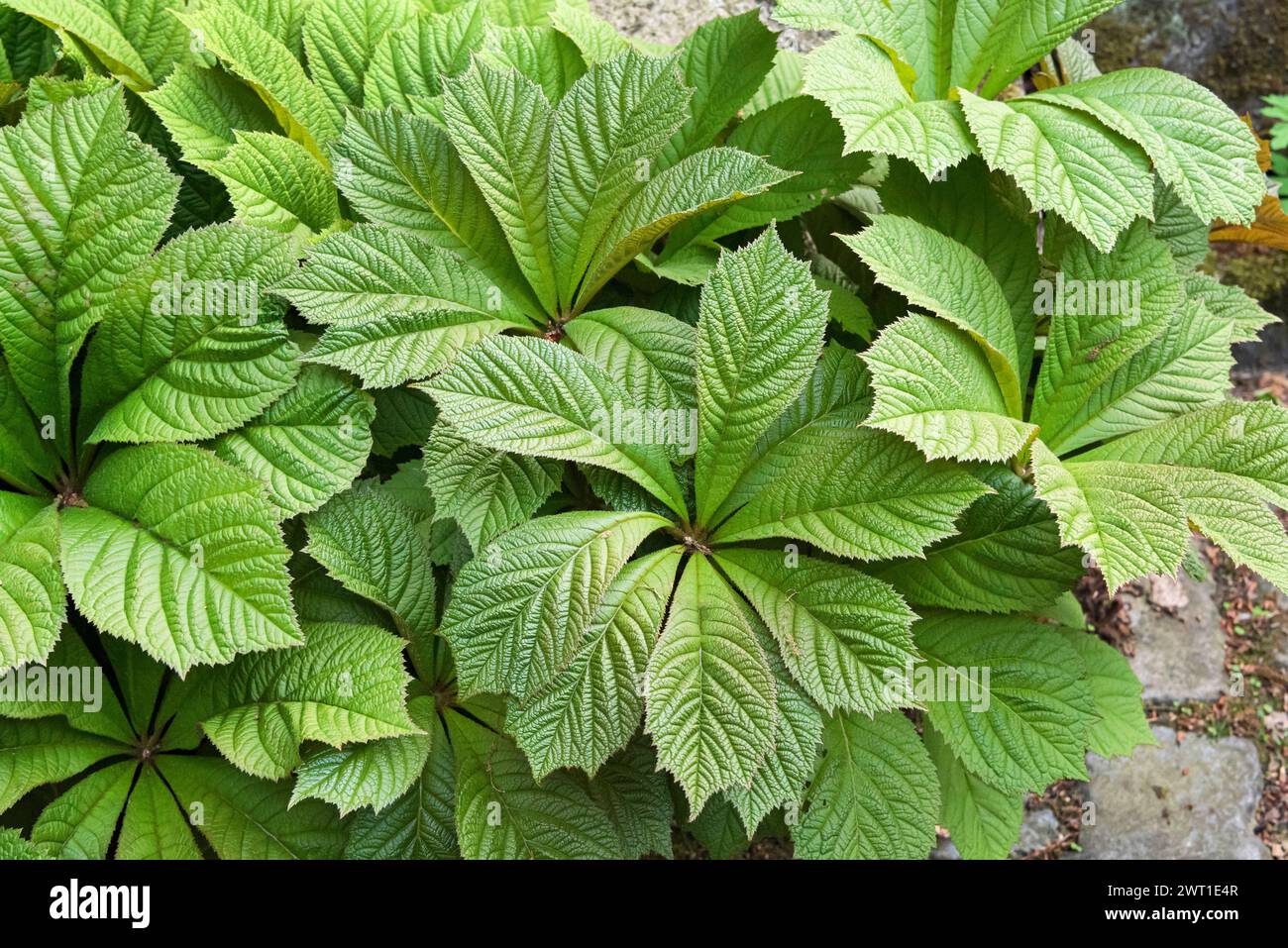 Fingerleaf Rodgers Flower (Rodgersia aesculifolia), leavs Stock Photo ...