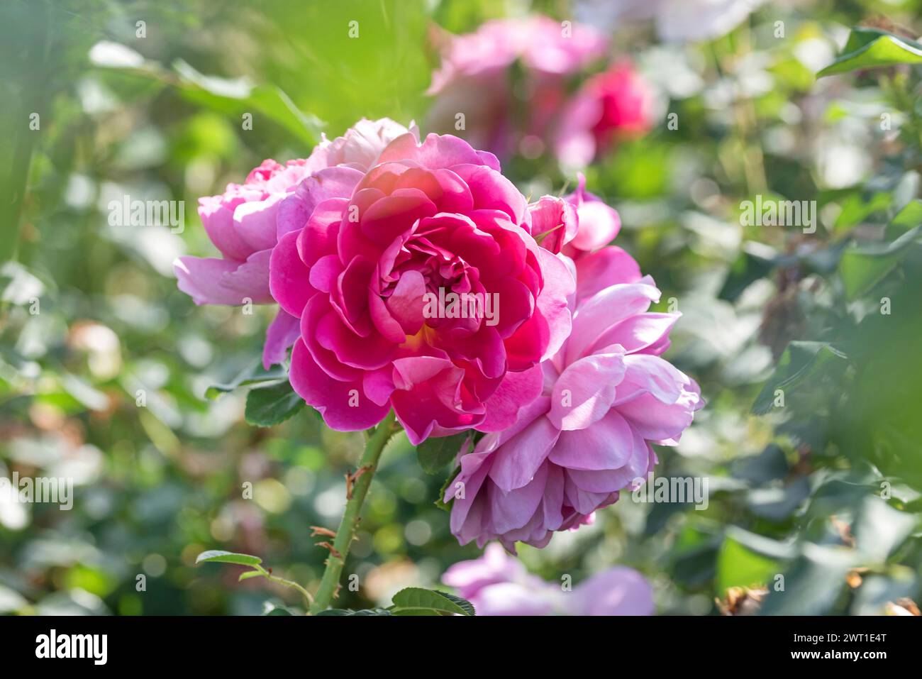 Rose (Rosa 'Princess Anne', Rosa Princess Anne), flowers of cultivar ...