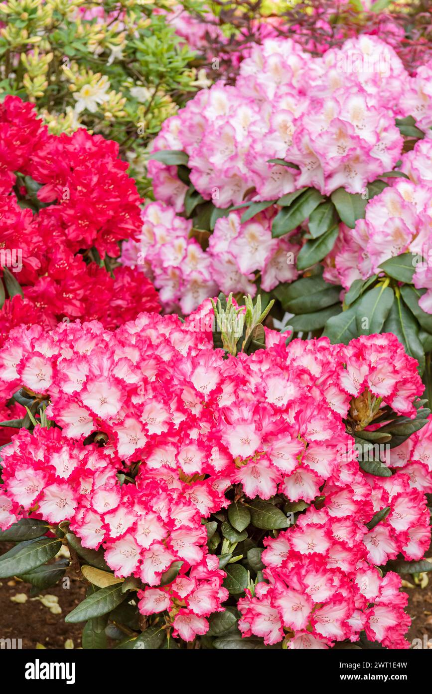 Rhododendron (Rhododendron 'Kokette', Rhododendron Kermesina Kokette ...