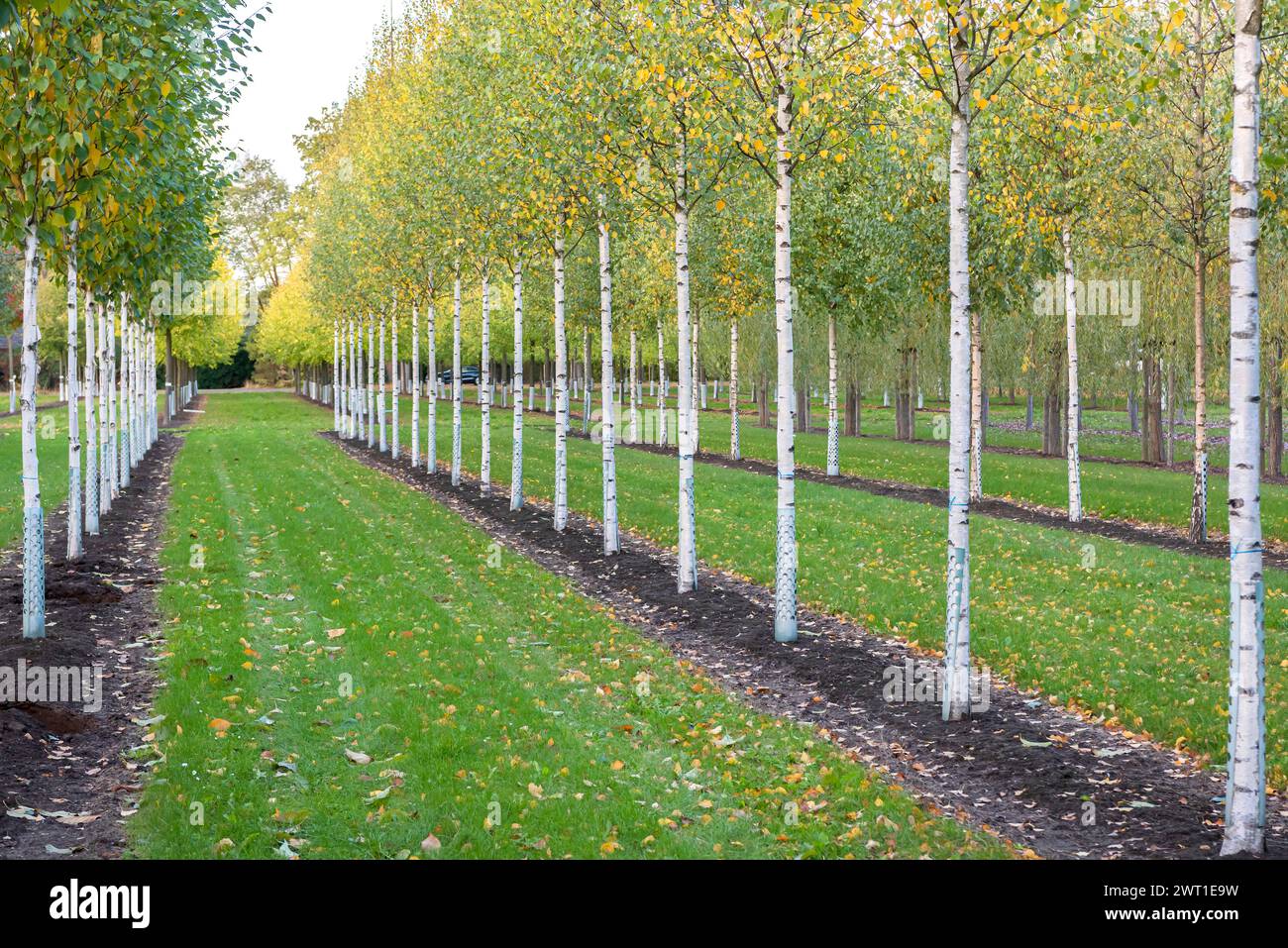 common birch, silver birch, European white birch, white birch (Betula ...