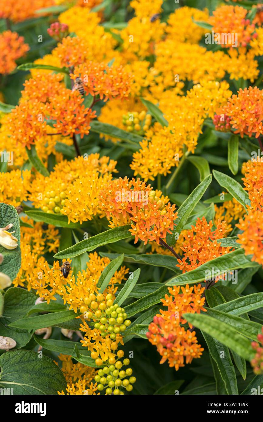 Butterfly-weed, Butterfly milkweed, Pleurisy root (Asclepias tuberosa ...