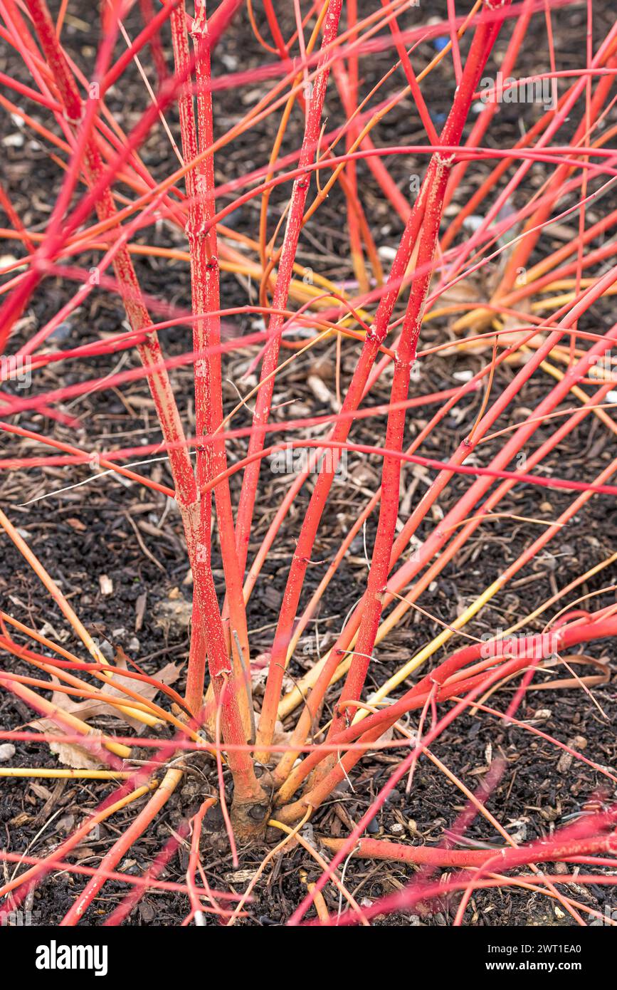 dogwood, dogberry (Cornus sanguinea 'Anny's Winter Orange', Cornus ...