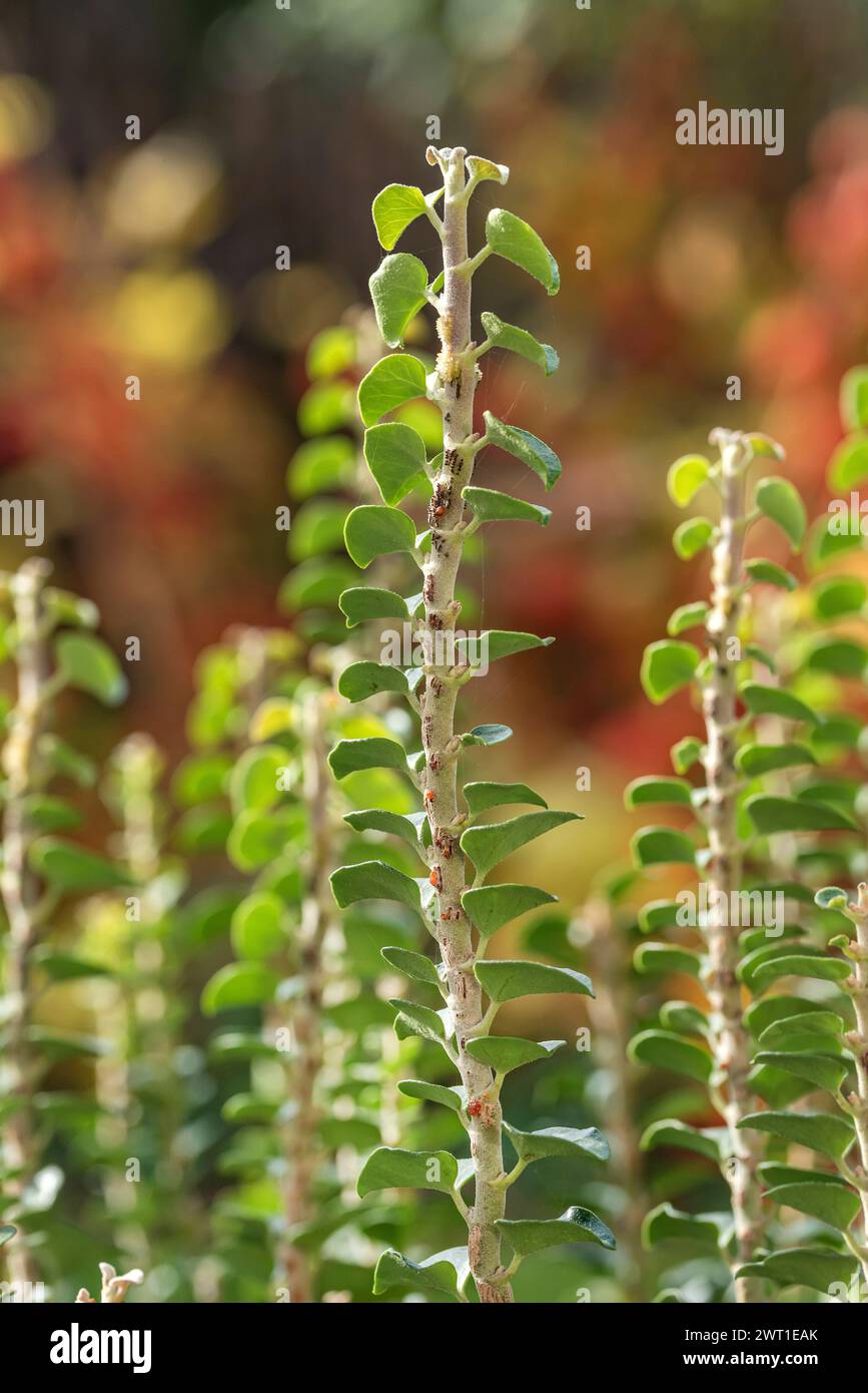 English ivy, common ivy (Hedera helix 'Erecta', Hedera helix Erecta ...