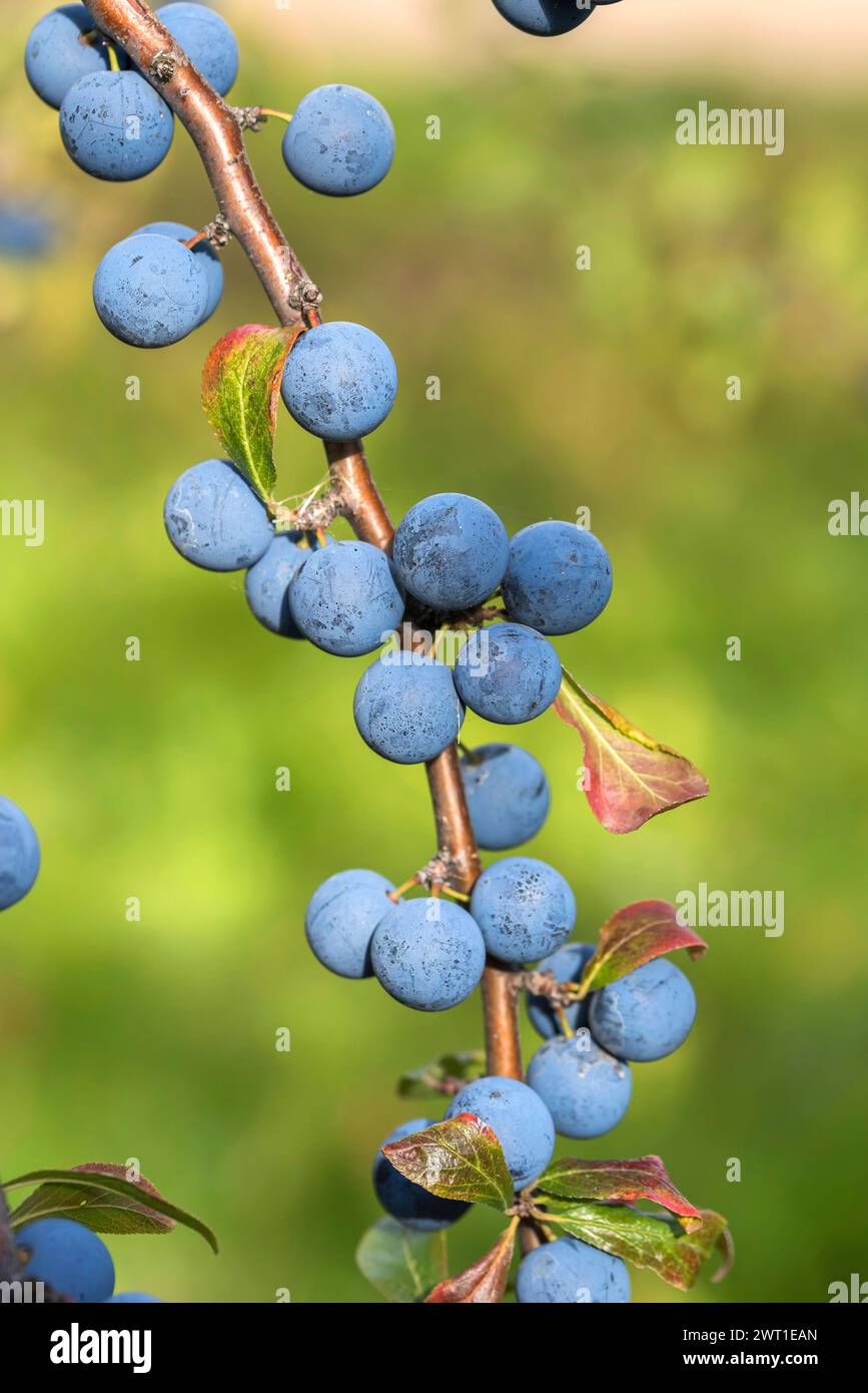 blackthorn, sloe (Prunus spinosa 'Primosa', Prunus spinosa Primosa ...