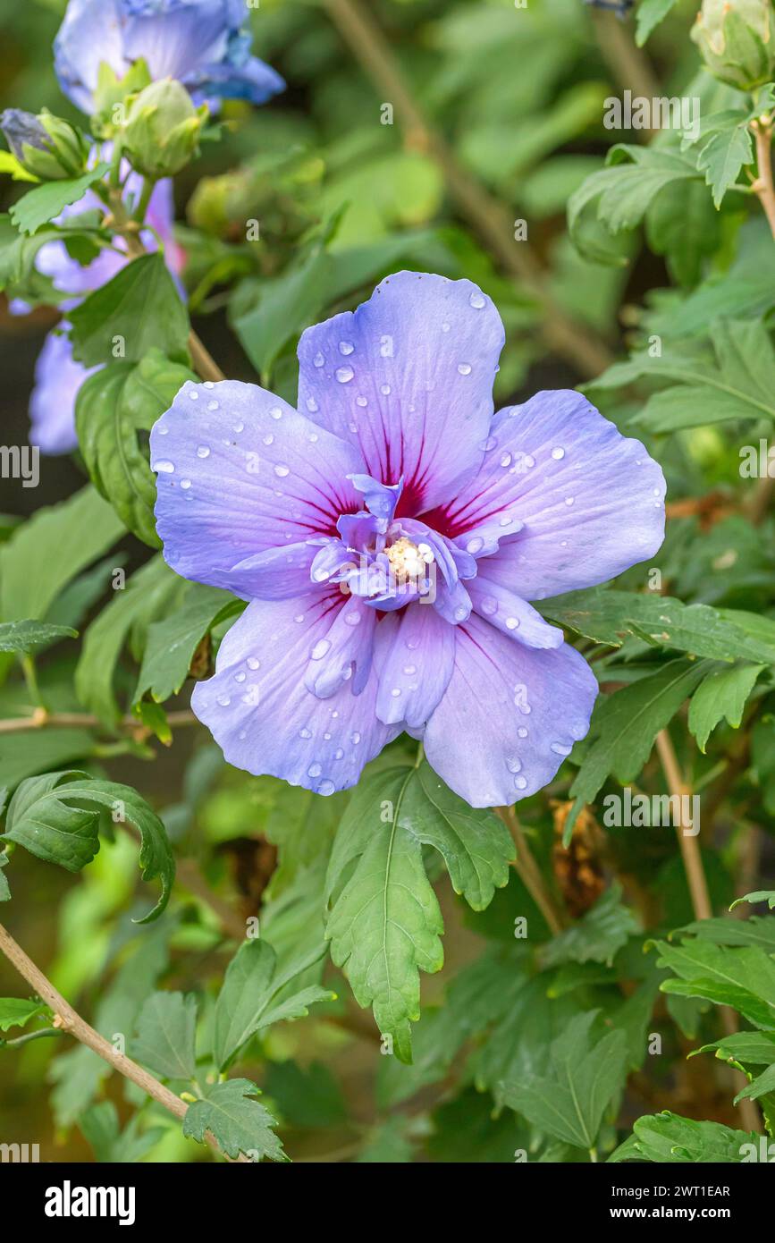 Shrubby Althaea Rose Of Sharon Hibiscus Syriacus Blue Chiffon