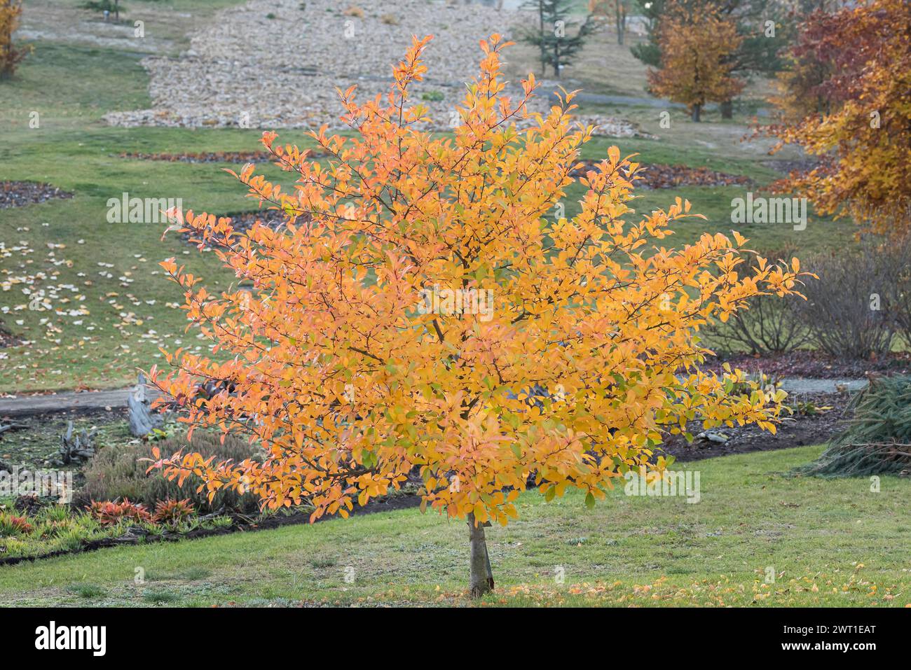 Black gum, Black tupelo, Sour gum (Nyssa sylvatica 'Wildfire', Nyssa ...