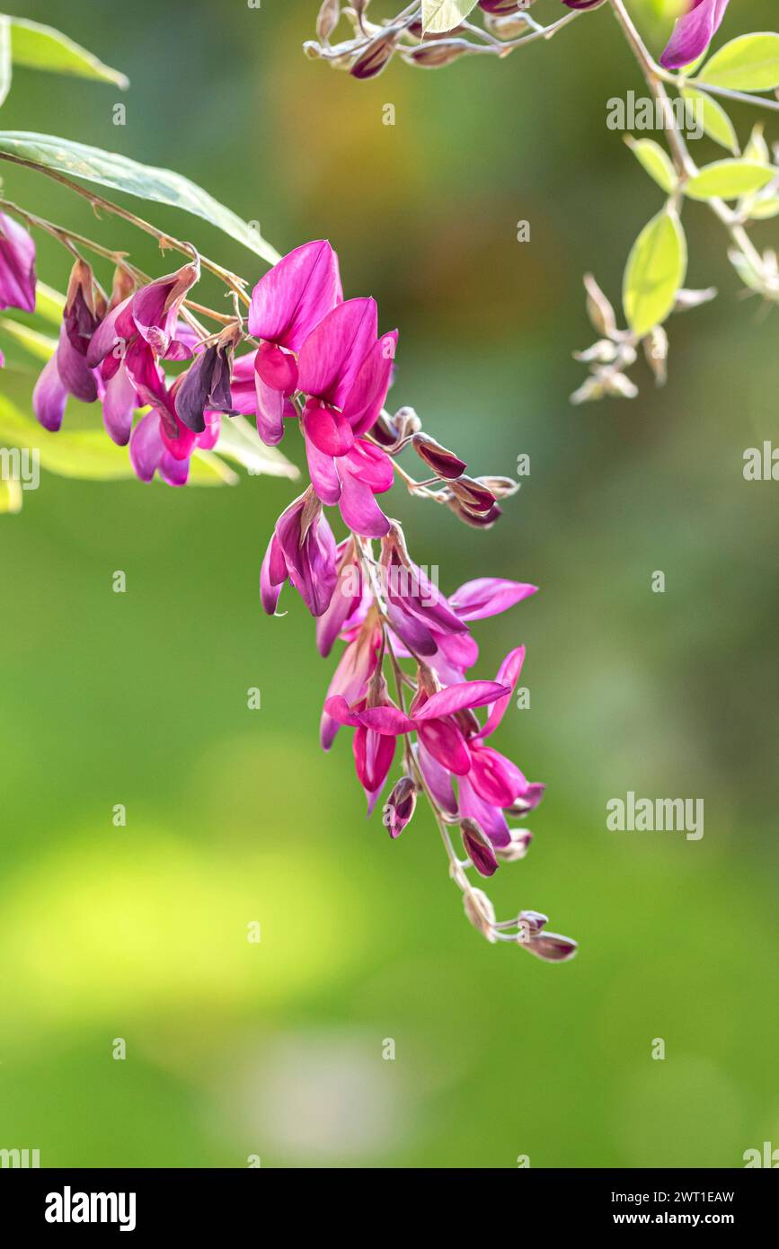 Thunbergs lespedezas hi-res stock photography and images - Alamy
