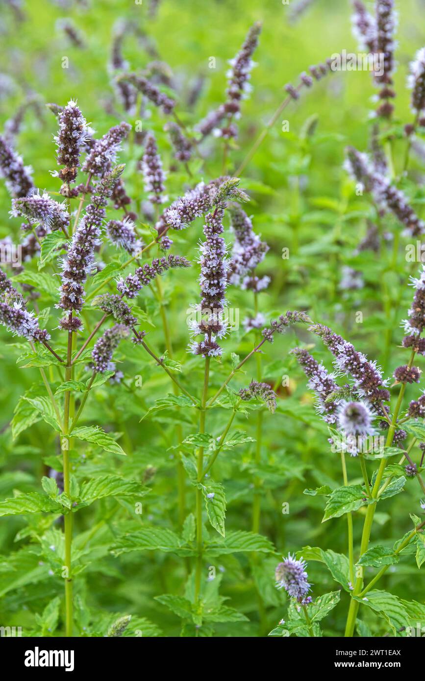 peppermint, hybrid-peppermint (Mentha x piperita, Mentha piperita, M ...