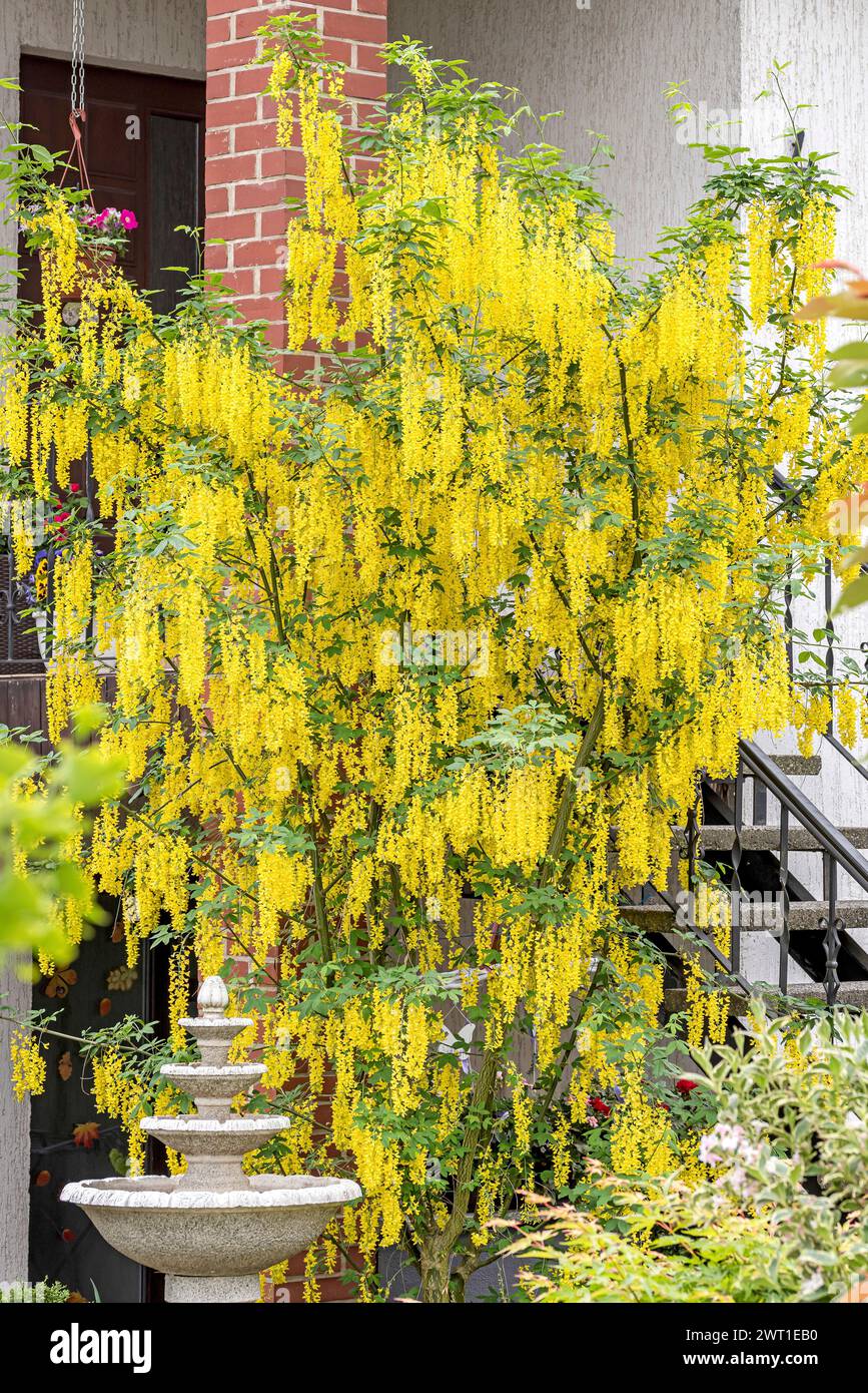 common laburnum (Laburnum watereri 'Vossii', Laburnum watereri Vossii ...