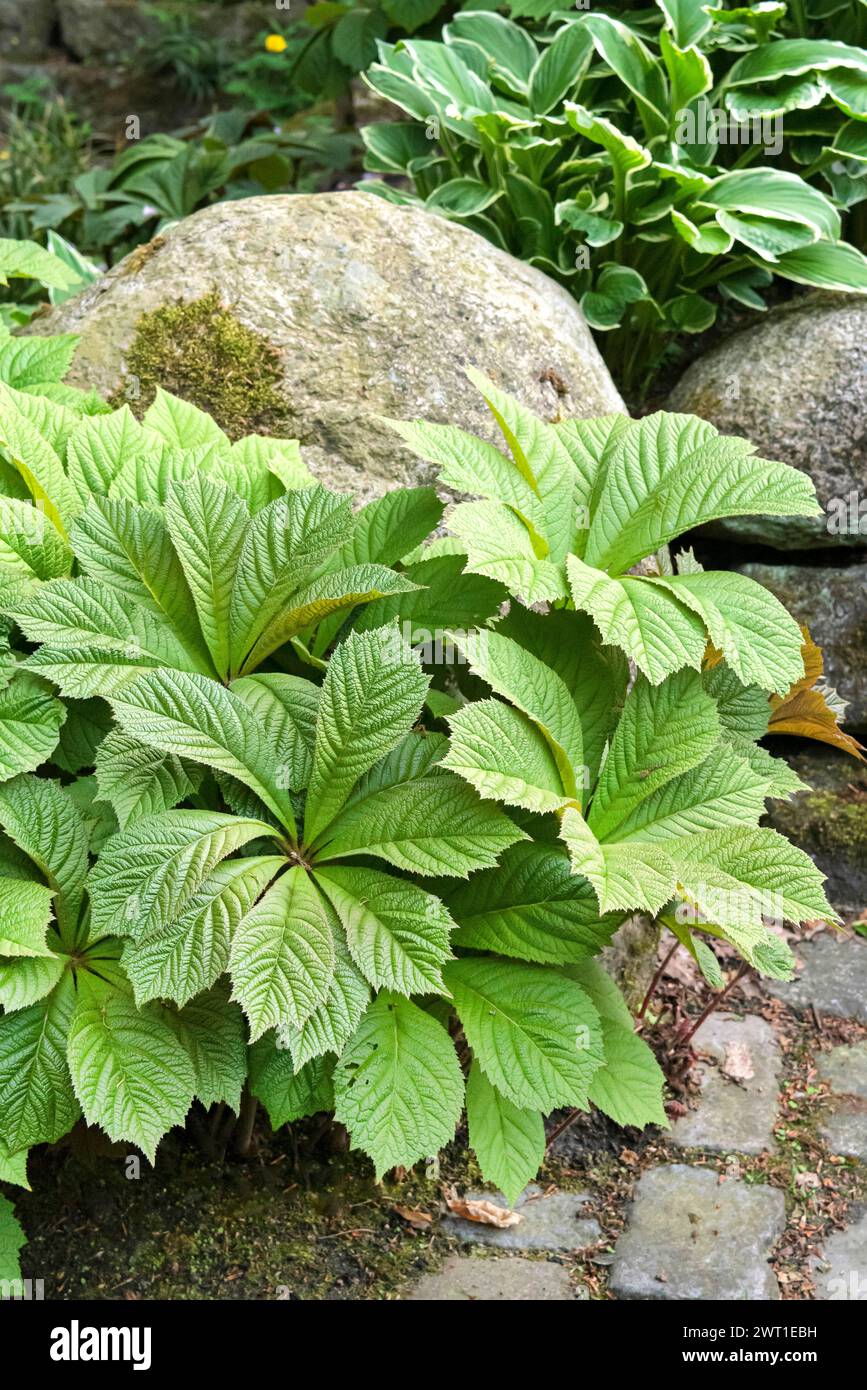 Fingerleaf Rodgers Flower (Rodgersia aesculifolia), leavs, Europe ...
