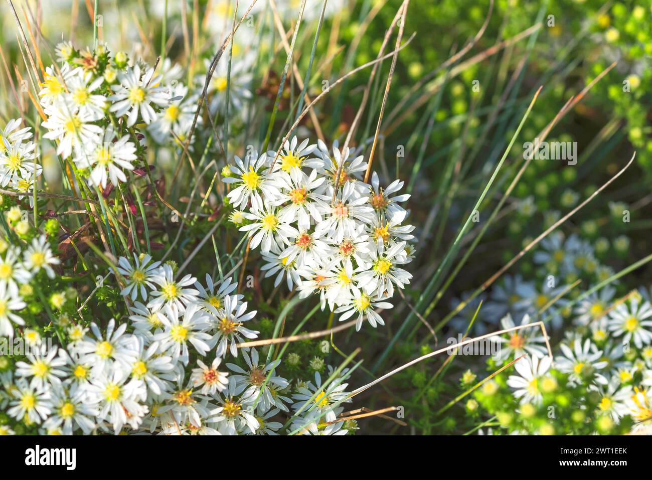 Aster ericoides prostrate form hi-res stock photography and images - Alamy