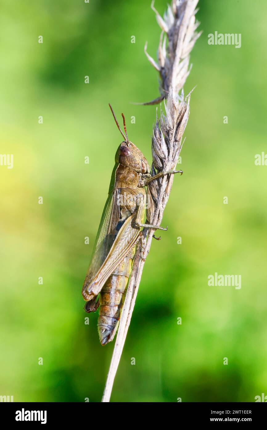 Meadow grasshopper (Chorthippus dorsatus), at a shriveled spike, side ...