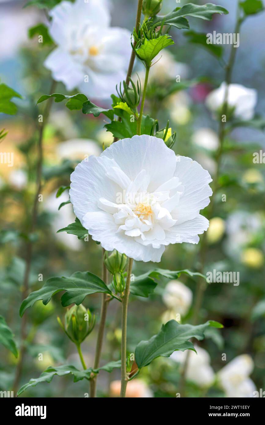 Shrubby Althaea Rose Of Sharon Hibiscus Syriacus White Chiffon