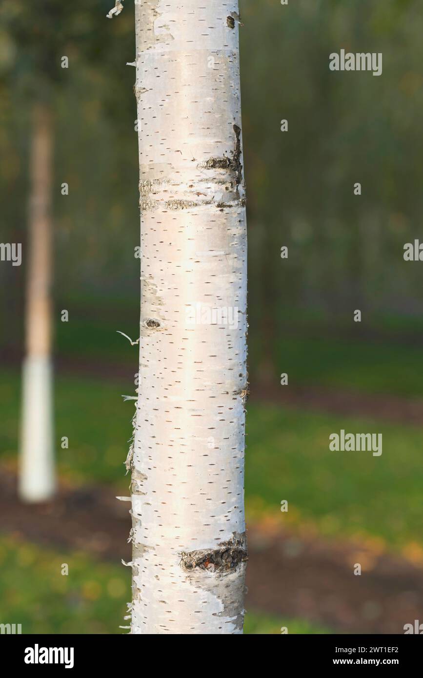 common birch, silver birch, European white birch, white birch (Betula ...