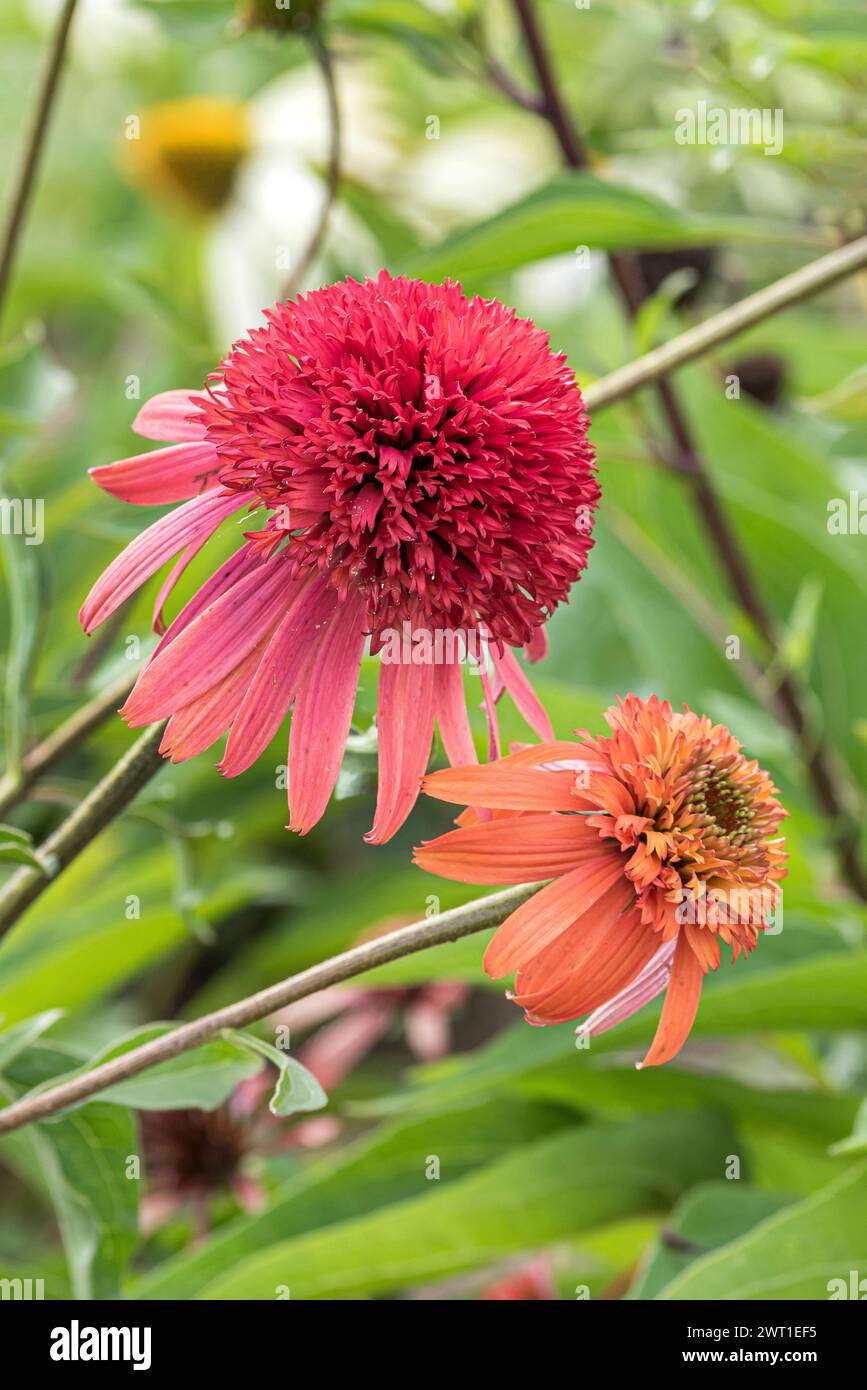 Purple Cone Flower, Eastern purple-coneflower, Purple-coneflower ...