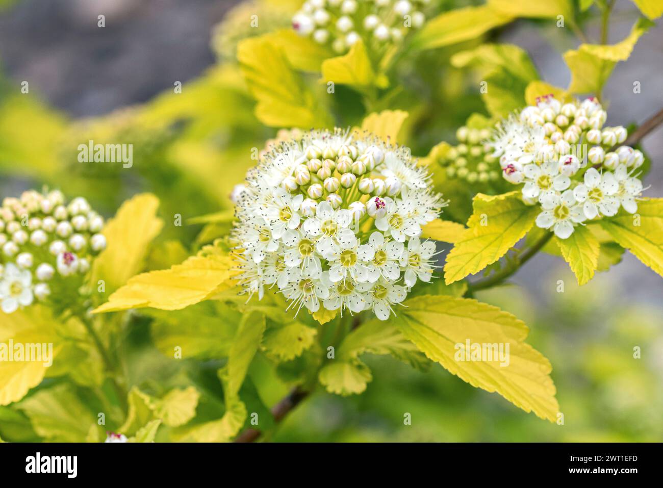 eastern ninebark (Physocarpus opulifolius 'Dart's Gold',Physocarpus ...