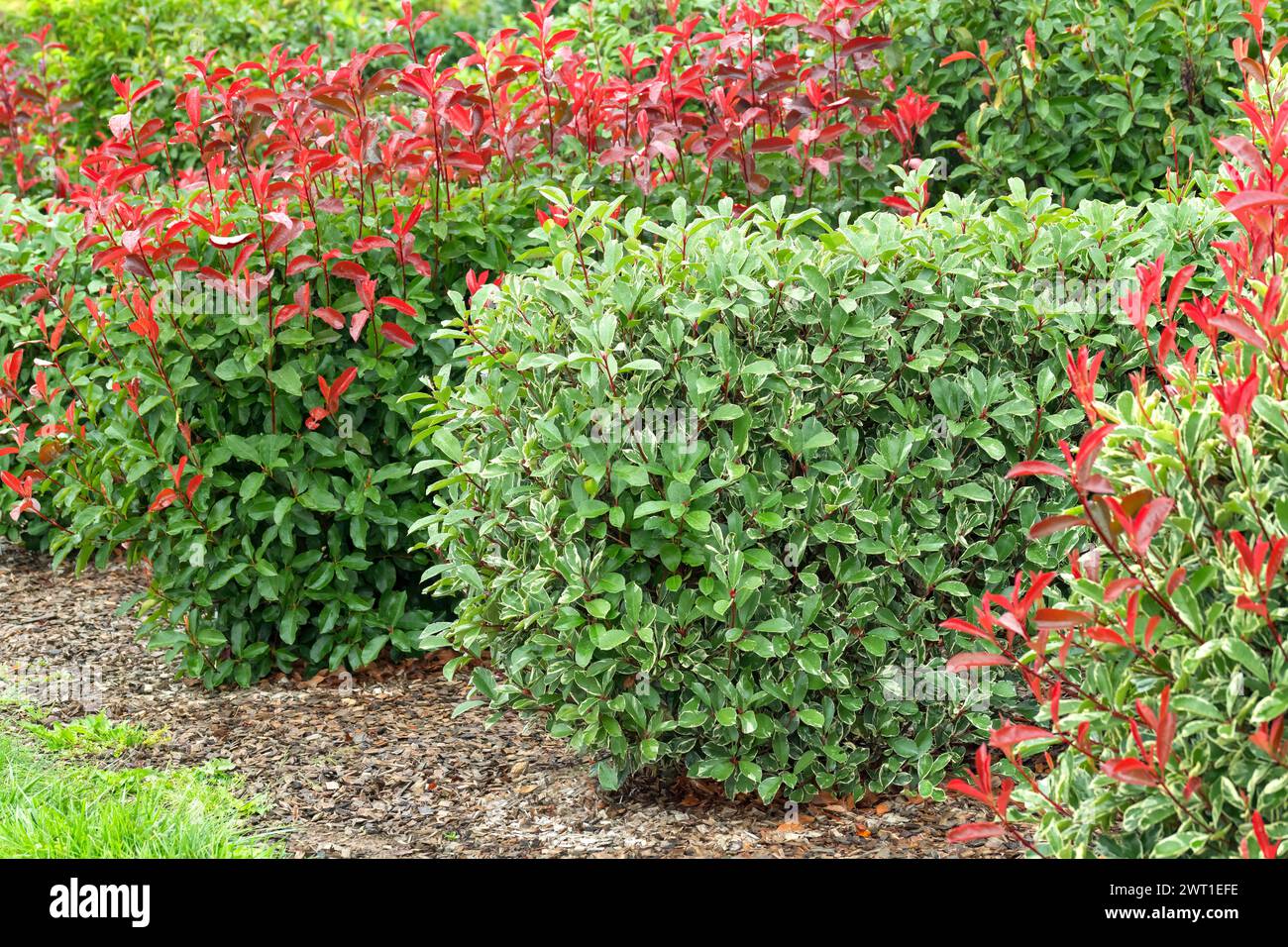 Fraser photinia, Red tip photinia, Christmas berry (Photinia x fraseri ...