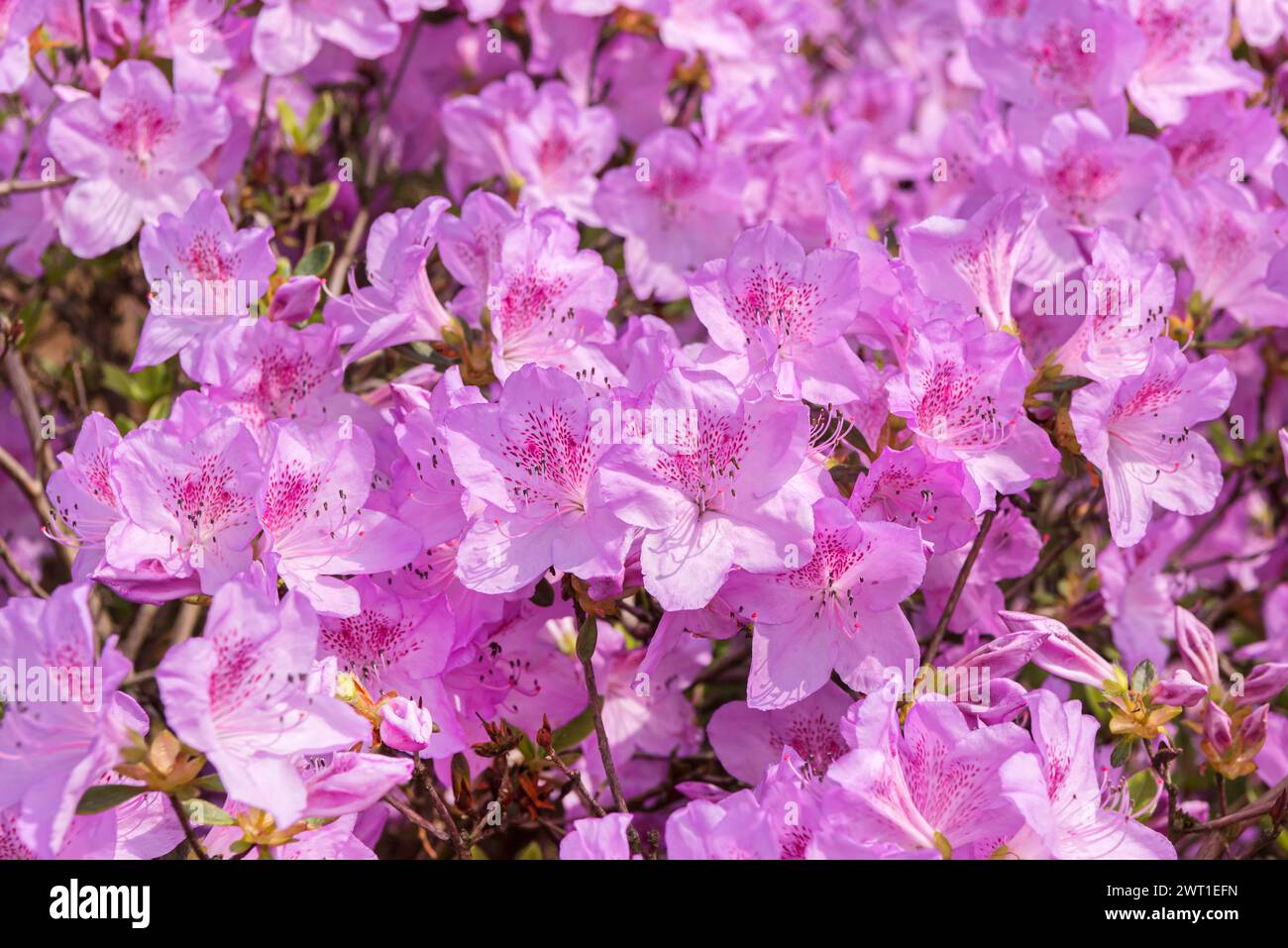 Japanese Azalea (Rhododendron 'Ledikanense', Rhododendron Ledikanense ...