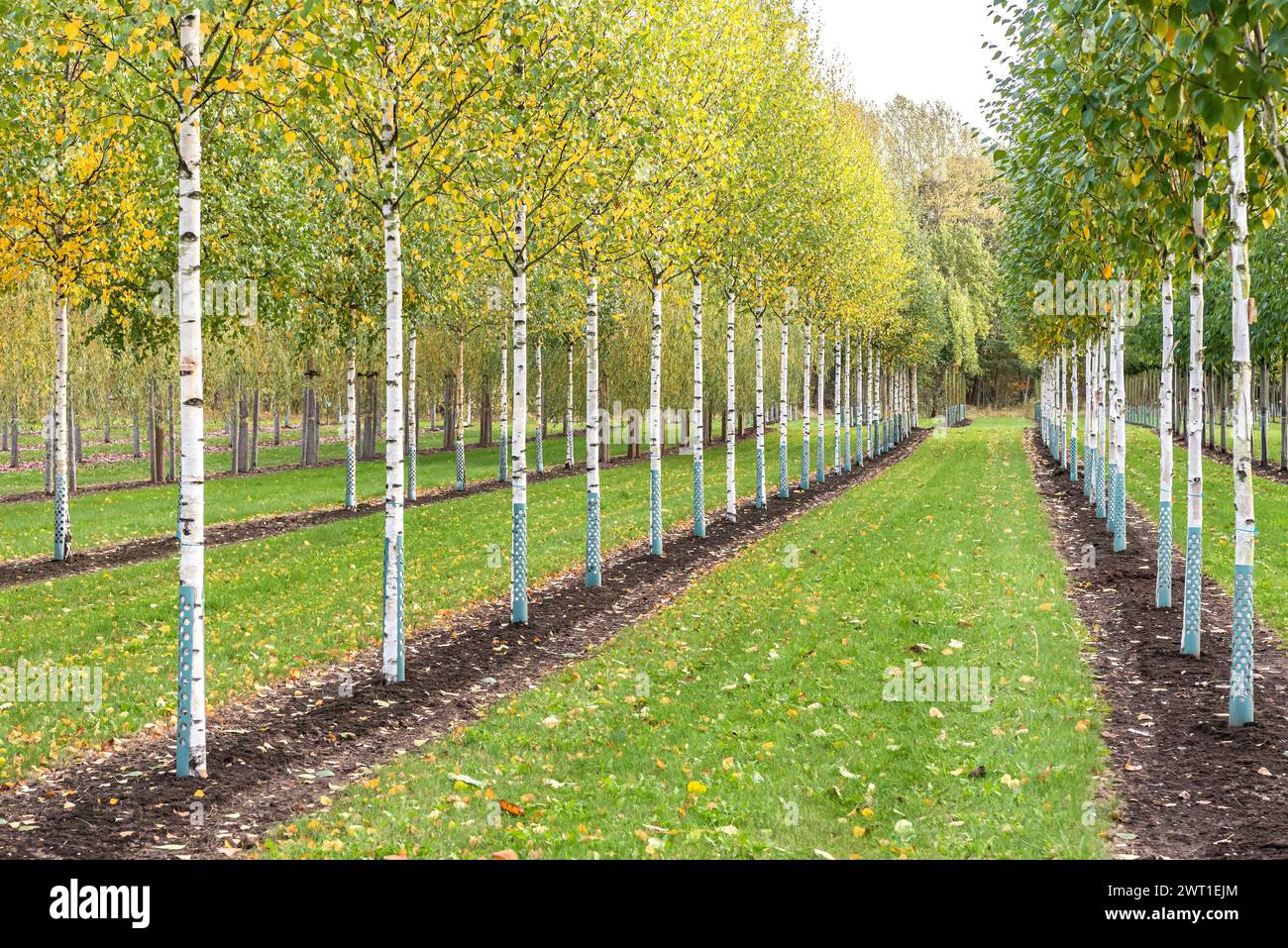 common birch, silver birch, European white birch, white birch (Betula ...