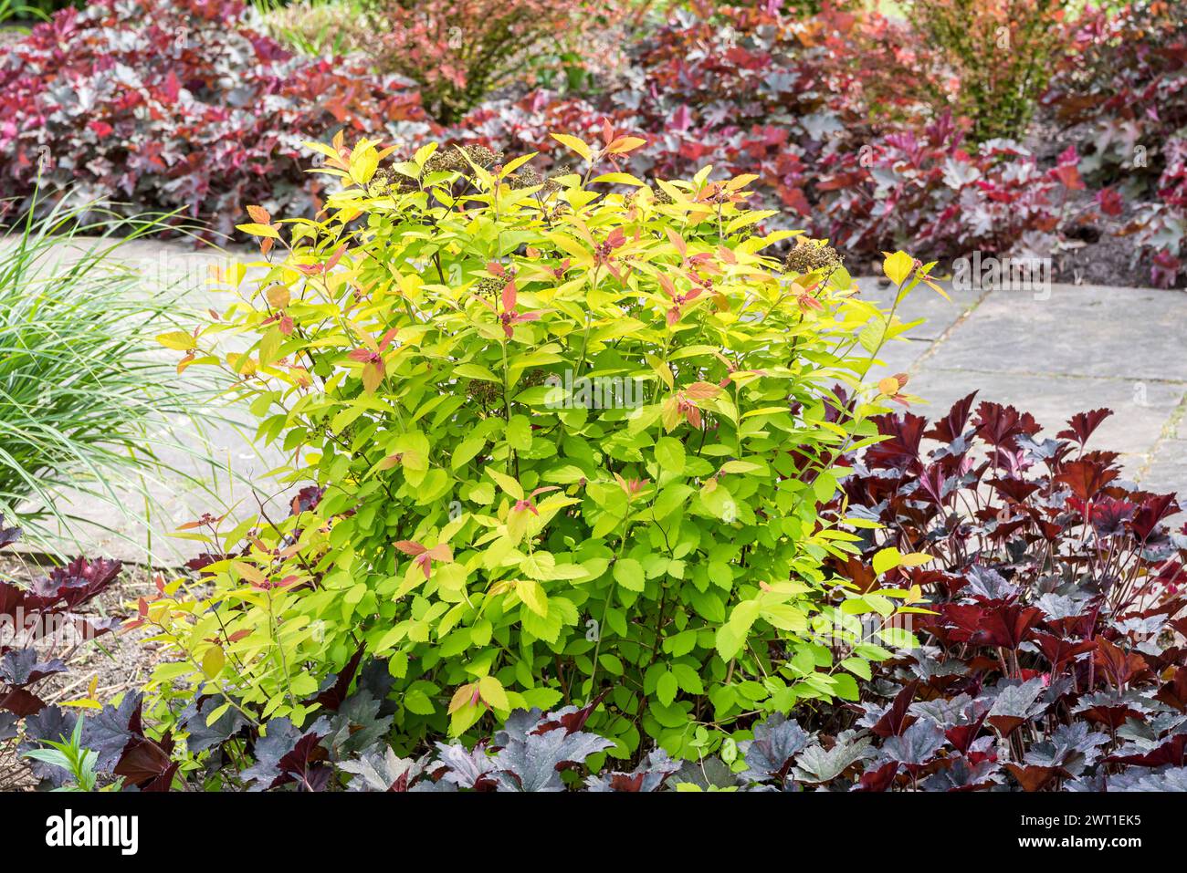 Spiraea tracy double play hi-res stock photography and images - Alamy