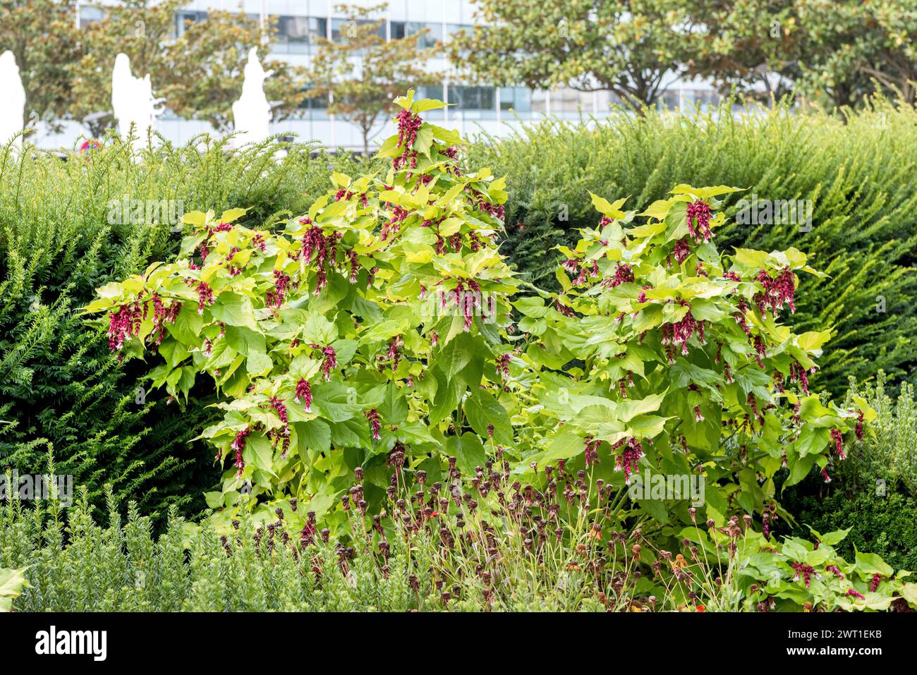 Himalayan Honeysuckle, Flowering Nutmeg, Himalaya Nutmeg, Pheasant ...