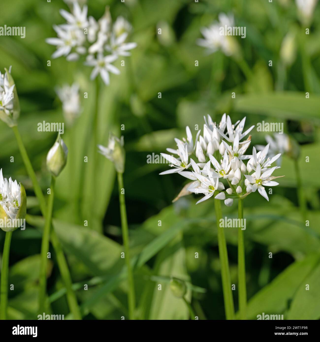Wild garlic forest hi-res stock photography and images - Alamy