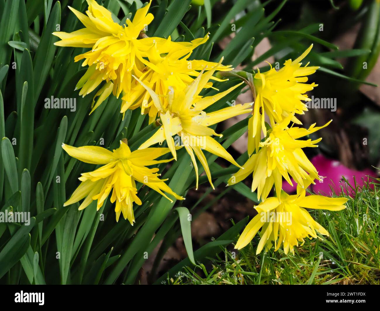 Fully double yellow flowers of the hardy, spring flowering daffodil ...