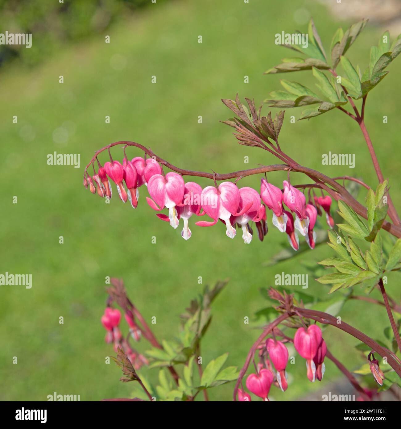 Heartstock hi-res stock photography and images - Alamy