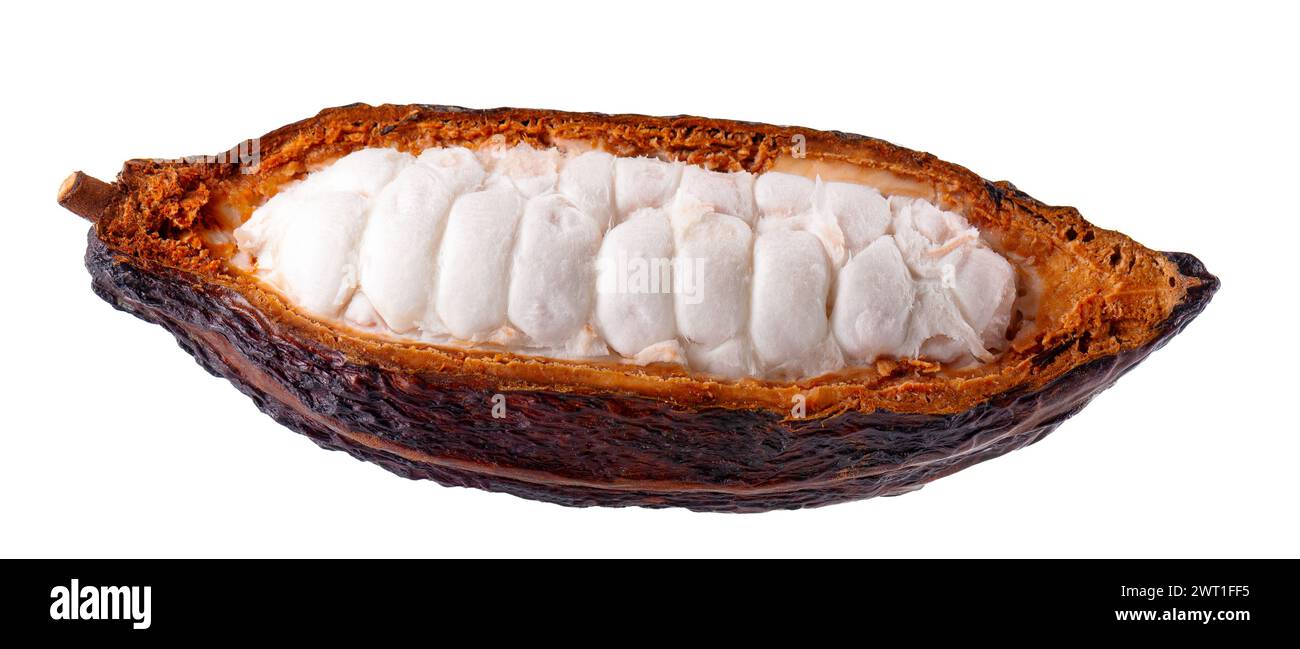 Fresh cocoa fruits isolated on white background. Dark red cocoa pods ...