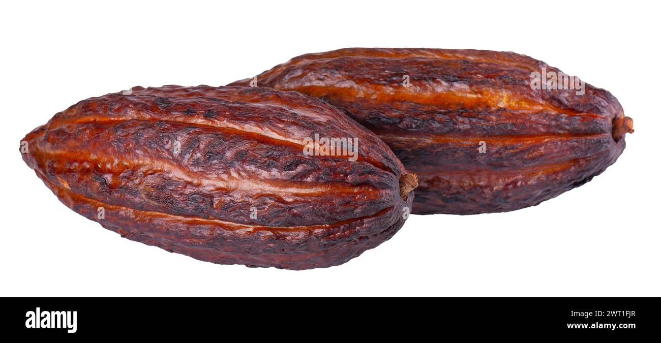 Fresh cocoa fruits isolated on white background. Dark red cocoa pods ...