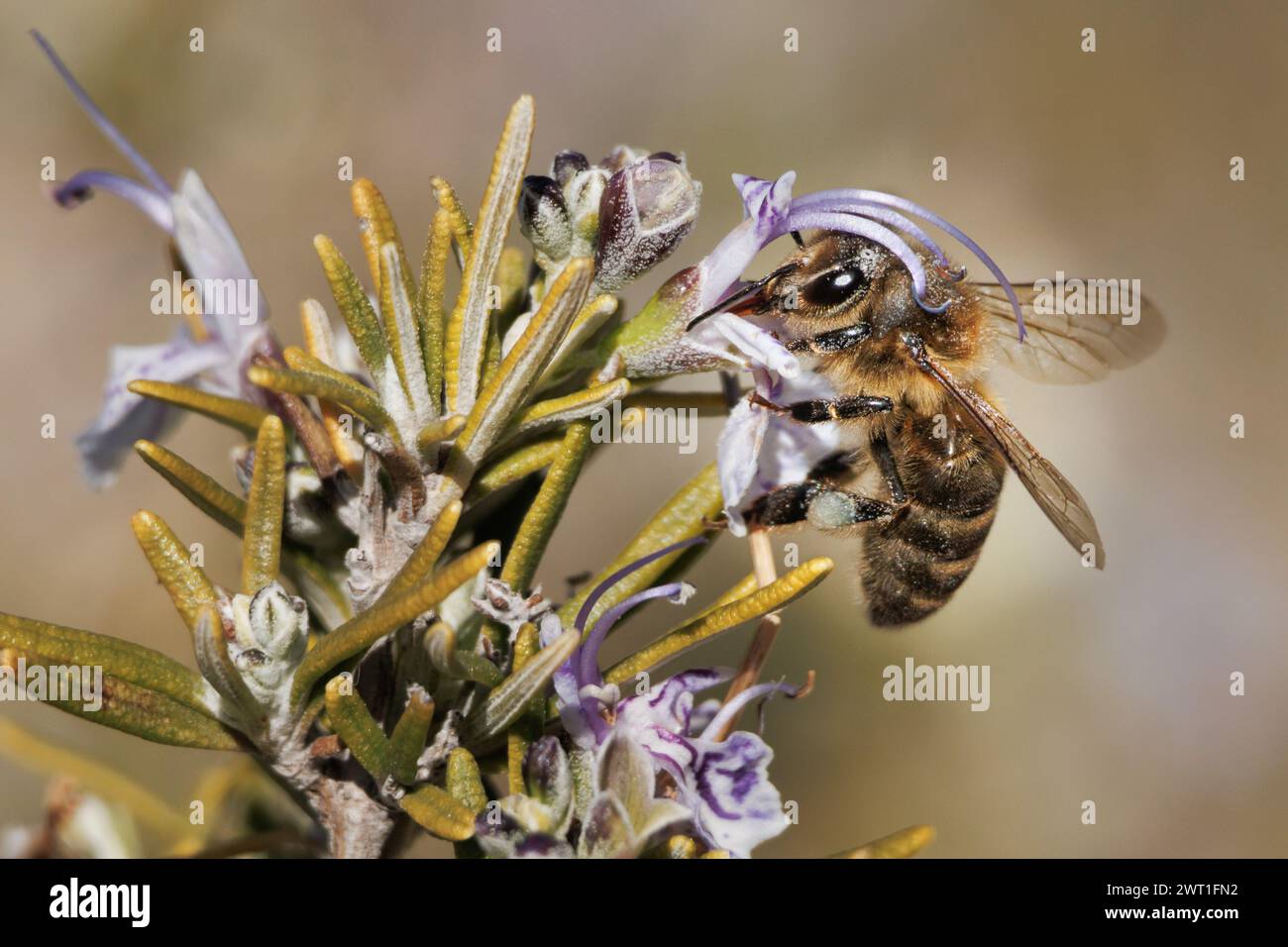 European bee, Apis mellifera, collecting nectar from rosemary plant ...