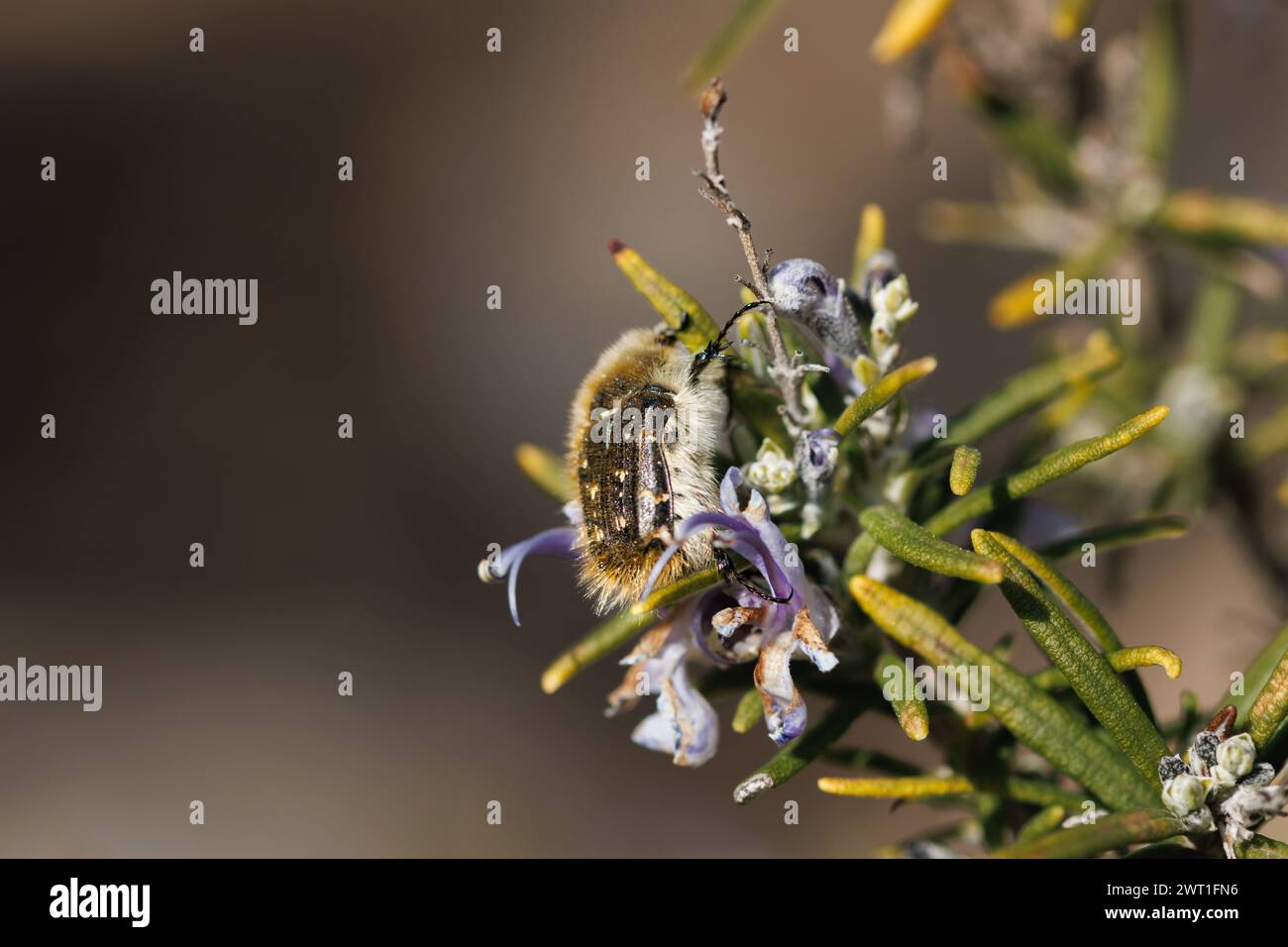 Shroud beetle oxythyrea funesta on hi-res stock photography and images ...