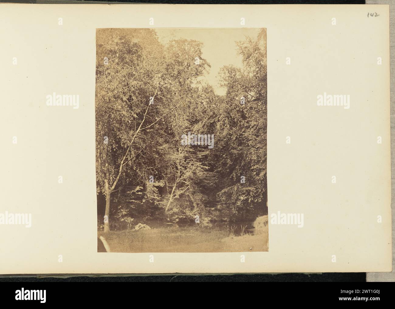 Forest landscape. Sir John Joscelyn Coghill, photographer (Irish, 1826 ...