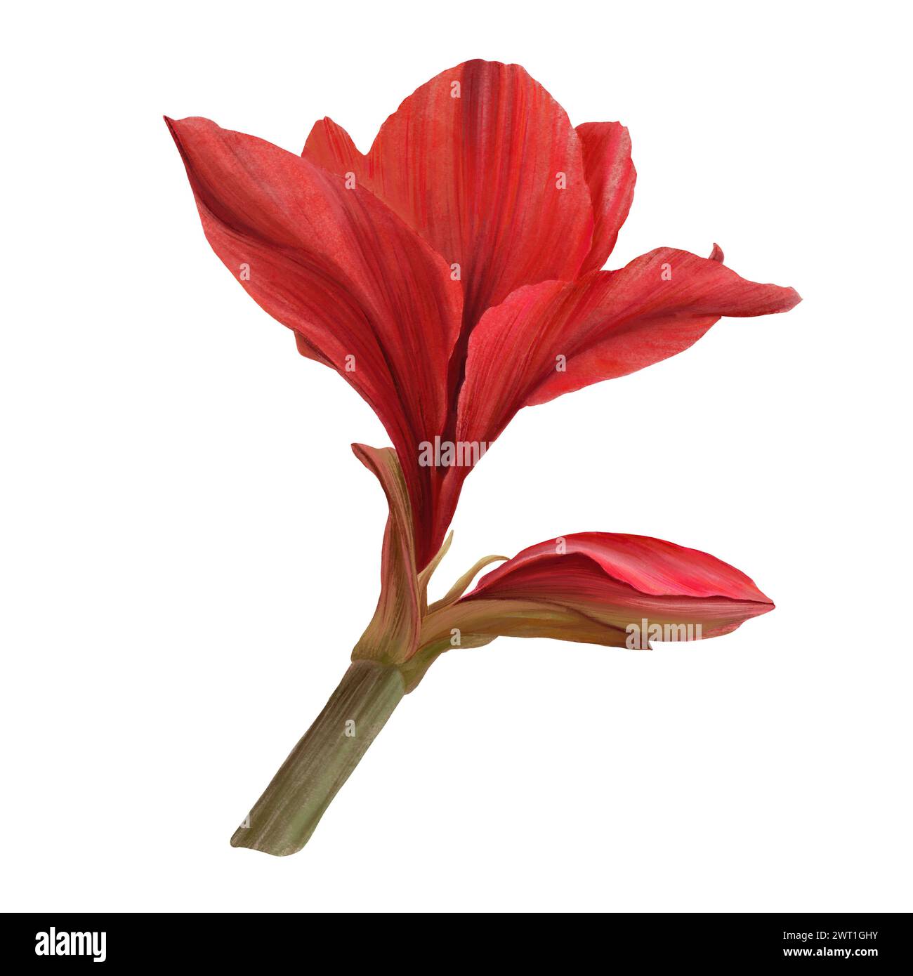 Red amaryllis flowers, stems and buds, hippeastrum plant. Hand drawn ...